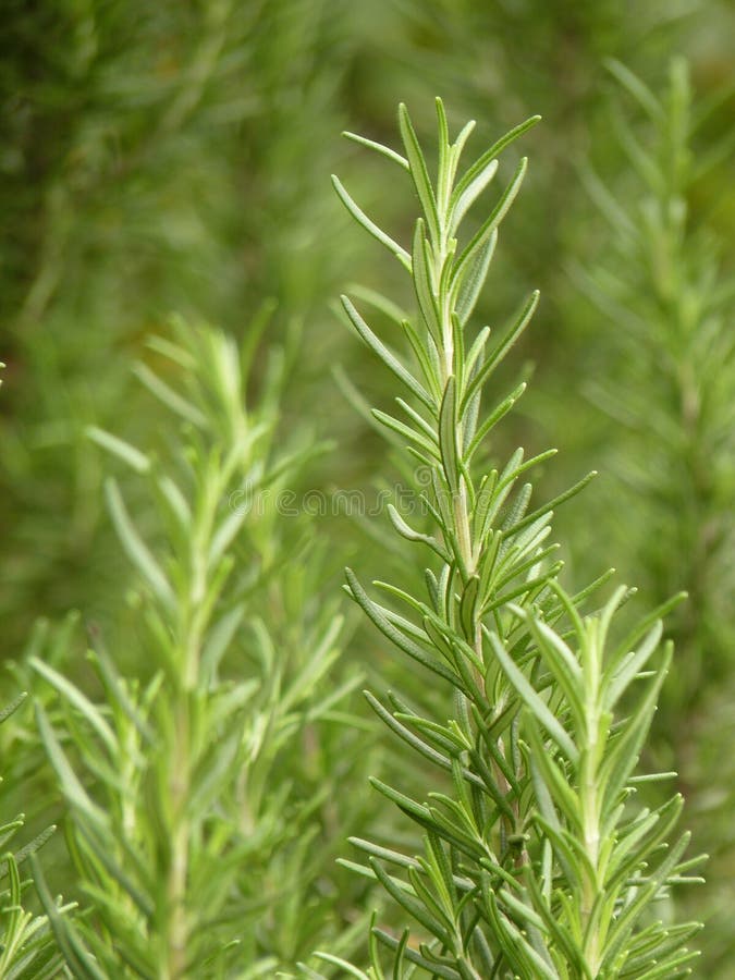 Growing Rosemary Plants in the Field Stock Image - Image of beauty ...