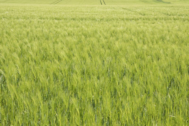 Growing Rye Field, Rye Field in Early Summer Stock Image - Image of ...
