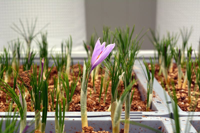Growing Saffron Flowers on an Industrial Scale Using the Latest ...