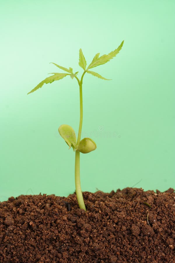 Growing sapling-New life stock image. Image of sapling - 7444199