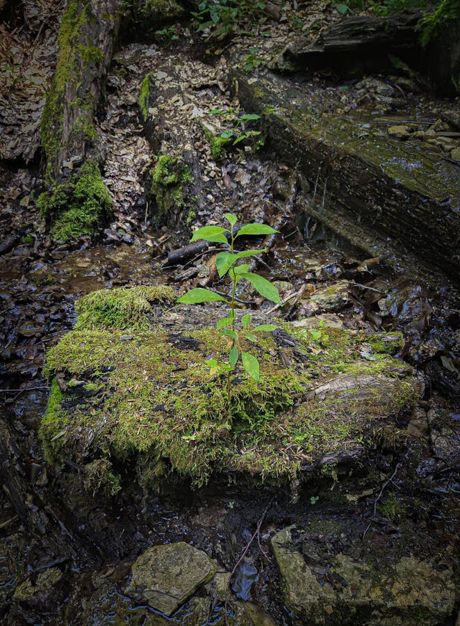 Growing Sapling on the Rock Stock Photo - Image of tree, jungle: 266806370