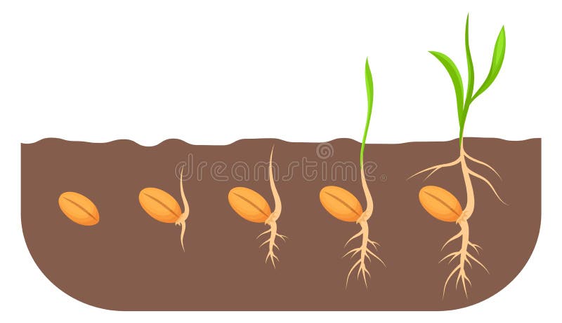 Bean Growing Stages Stock Illustrations – 253 Bean Growing Stages Stock ...
