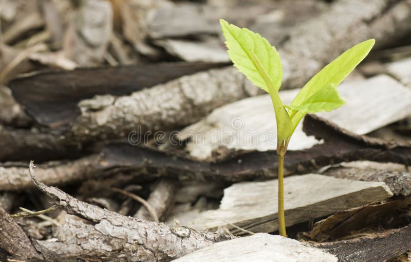 Growing seedling stock image. Image of plant, rubble - 15537947