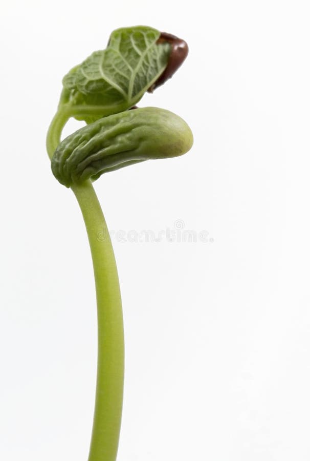 Growing seedling stock image. Image of isolated, sprout - 50136307