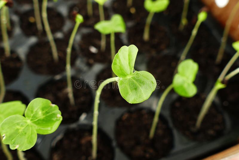 Growing Seedlings for the Garden in Spring Stock Image - Image of ...