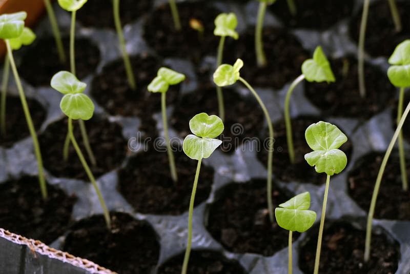 Growing Seedlings for the Garden in Spring,small Seedlings for the ...