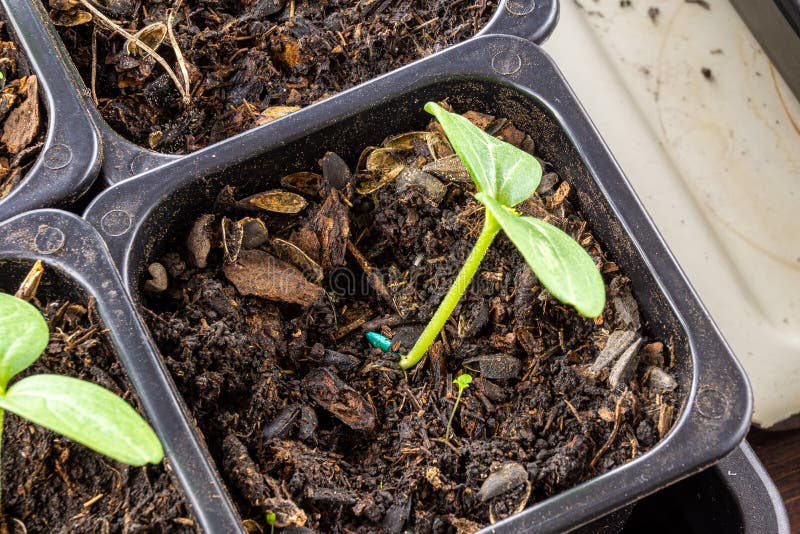 Growing Seedlings from Green Seeds Treated To Protect Against Pests and ...