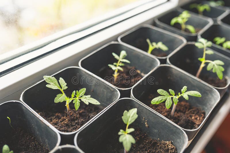 Growing Seedlings at Home Under Bright Light in Plastic Containers ...