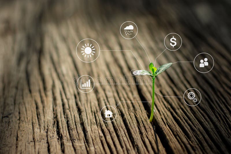 Growing Seedlings from Old Wood and with Icon Technology Around Stock ...