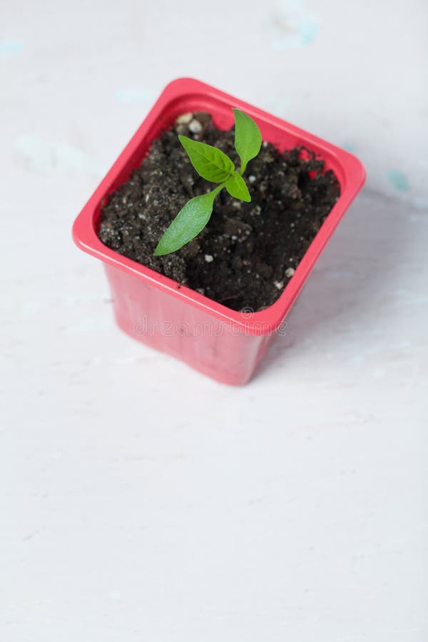 Growing Seedlings in a Plastic Container. Green Seedling Sprouts Stock ...