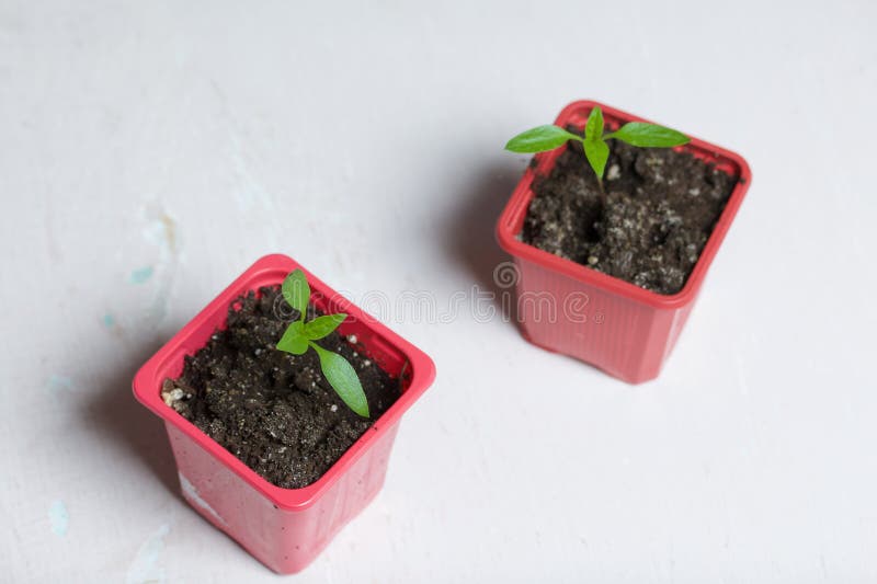 Growing Seedlings in a Plastic Container. Green Seedling Sprouts Stock ...