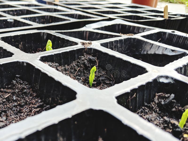 Growing Seedlings in Spring Stock Photo - Image of seedling, planting ...