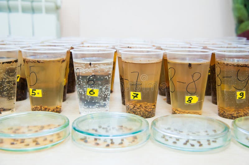 Growing Seeds in the Laboratory Stock Image - Image of grass, glass ...
