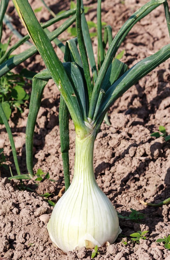 Growing Shallot in field stock photo. Image of growing - 73285540