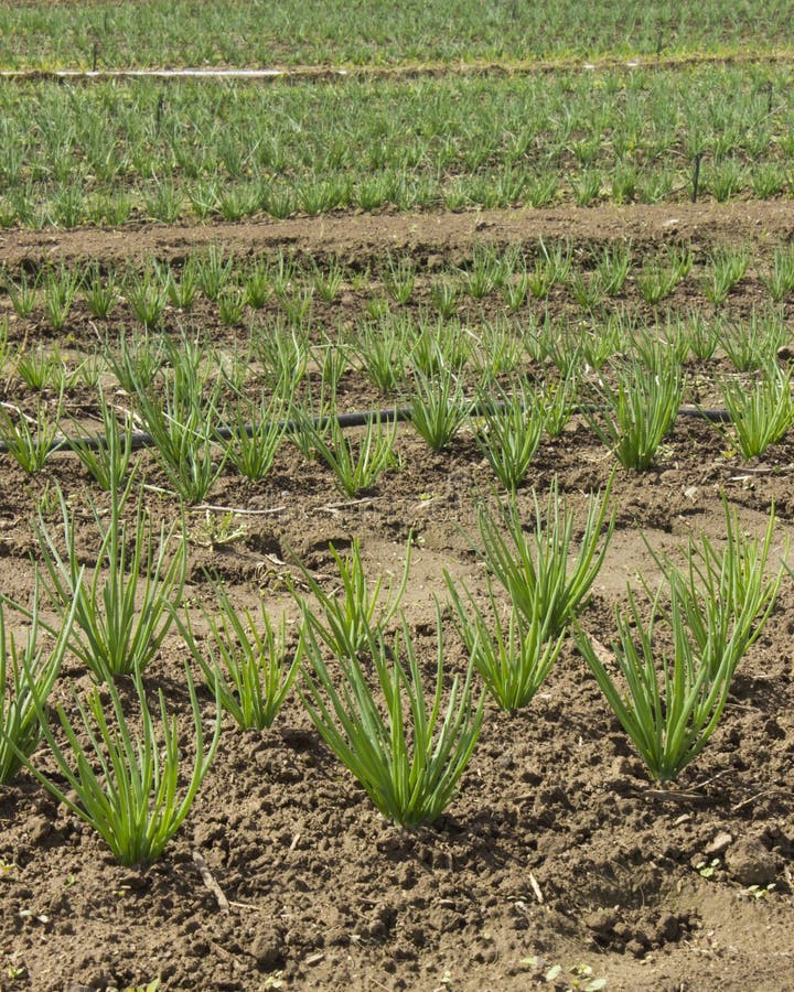 Growing Shallots in a Field Stock Photo - Image of shallots, food: 96848338