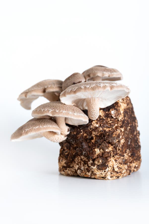 170 Shitake Mushroom Cultivation Stock Photos - Free & Royalty-Free ...