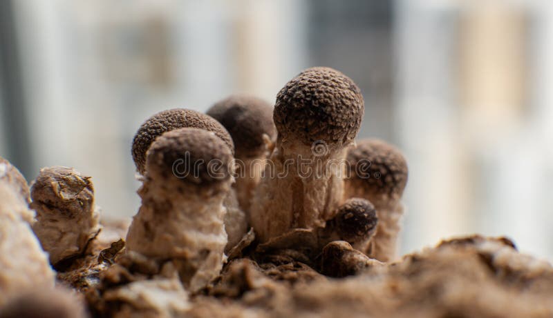 Growing Shiitake Mushrooms at Home Stock Image - Image of delicious ...