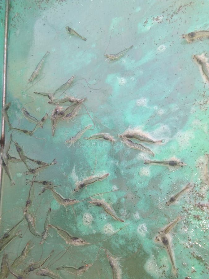 Growing Shrimp in Pond in Asia Stock Image - Image of inasia, growing ...