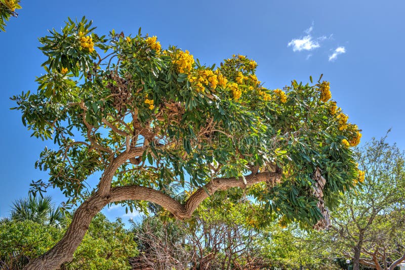 Yellow Acacia Flowering Florida Tree Stock Photo - Image of blossom ...