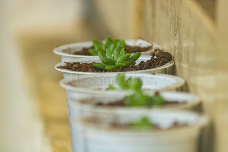 Growing slowly stock image. Image of closeup, focus - 193599463