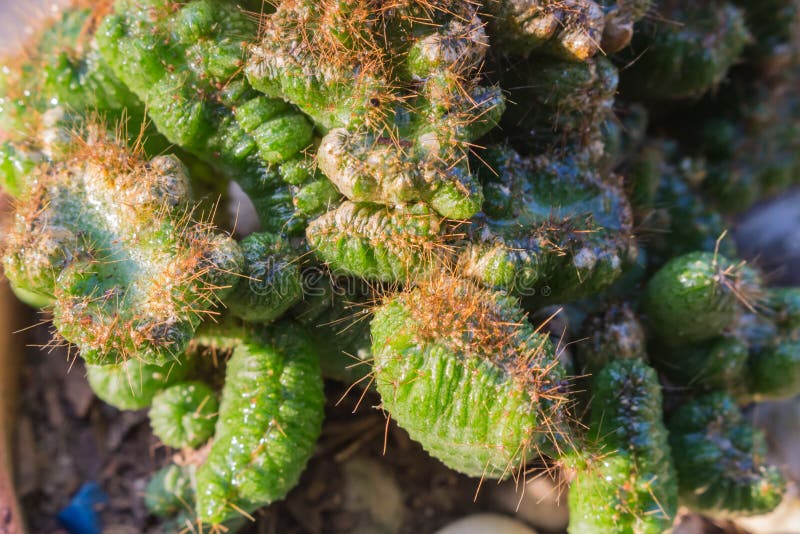 Growing small cactus stock photo. Image of tropical, growth - 66611308