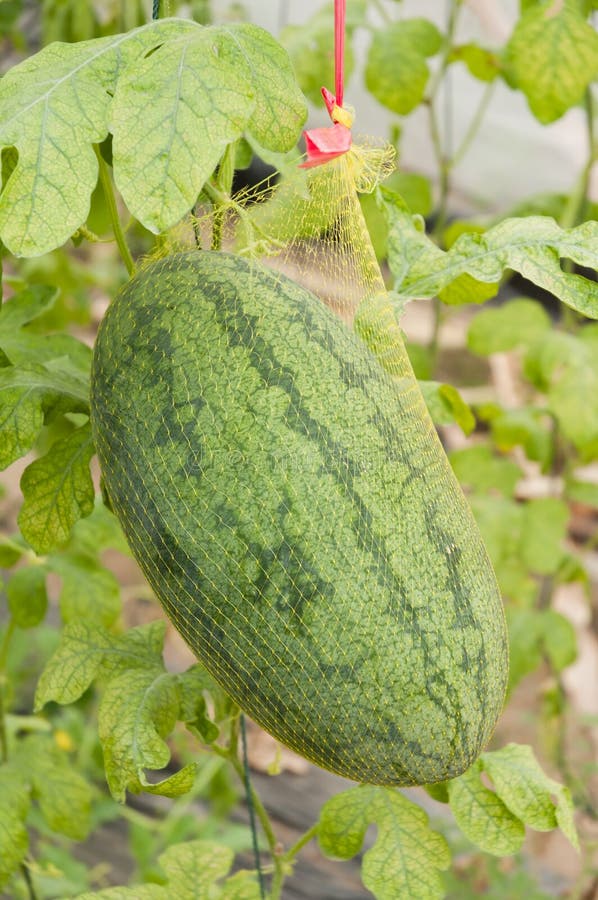 Watermelon stock image. Image of melon, bright, beautiful - 30070329
