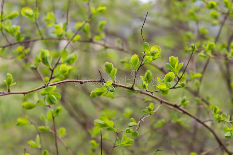 Growing Small Leaves on a Thin Branch in the Sunlight Stock Photo ...