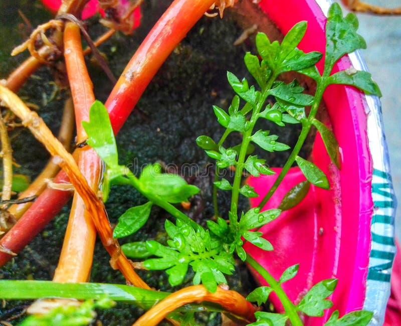 Growing a Small Plant in Pot Stock Image - Image of leaf, drops: 178752533