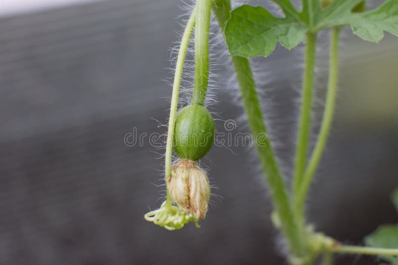 Growing Small Watermelons on a Branch. Stock Image - Image of ...