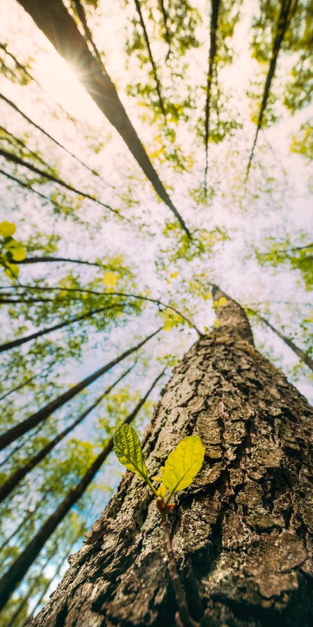 Growing Small Young Spring Sprigs Green Leaf of Trunk Tree. Summer ...