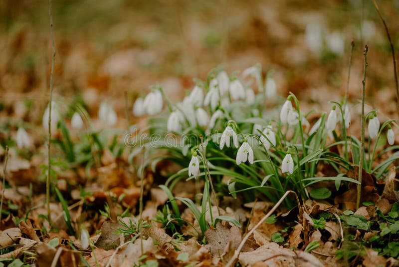 Growing Snowdrops in Spring in Park Stock Image - Image of flora ...
