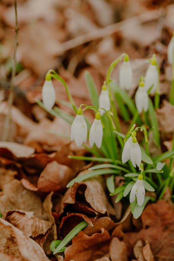 Growing Snowdrops in Spring in Park Stock Image - Image of grassland ...