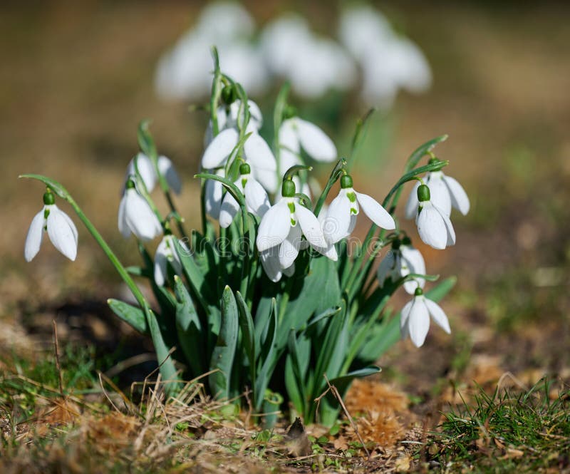 Growing Snowdrops with White Flowers in the Middle of the Forest ...