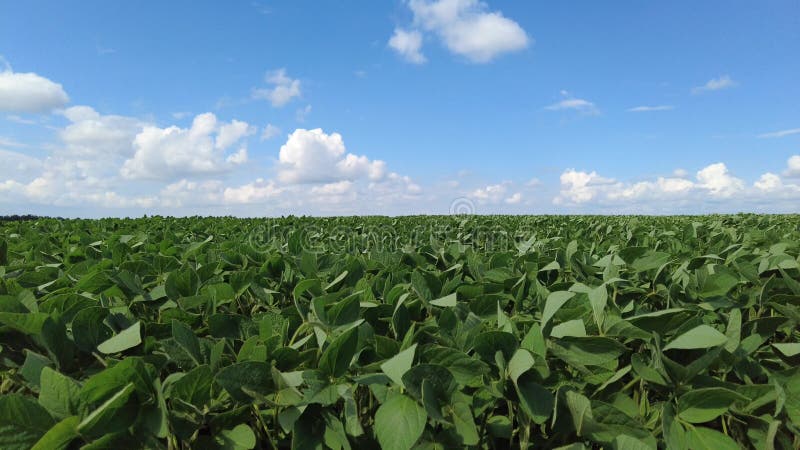 Growing Soybeans. Huge Soybean Field. Soybeans Grow in the Field Stock ...