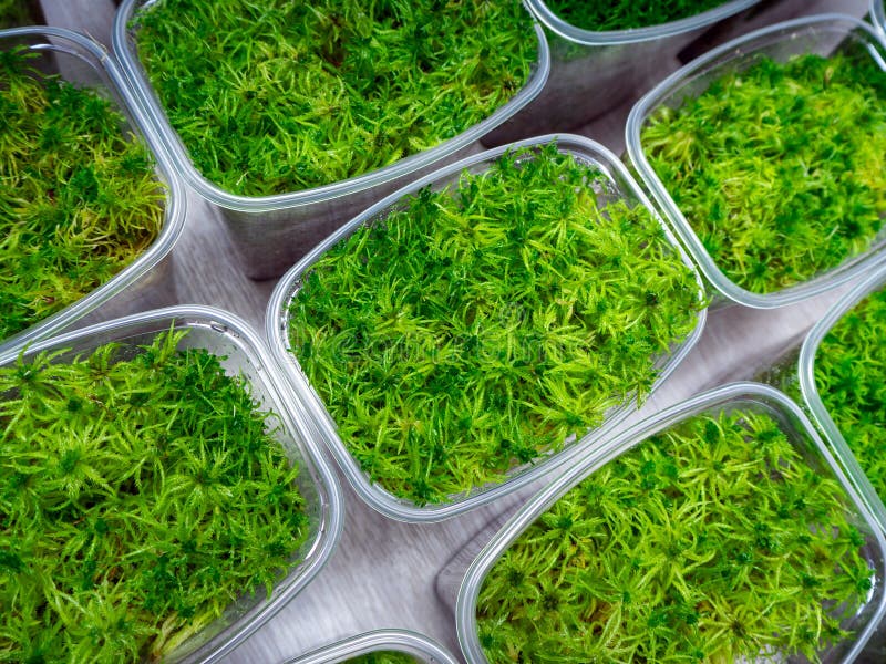 Growing Sphagnum Moss of Different Varieties Stock Photo - Image of ...