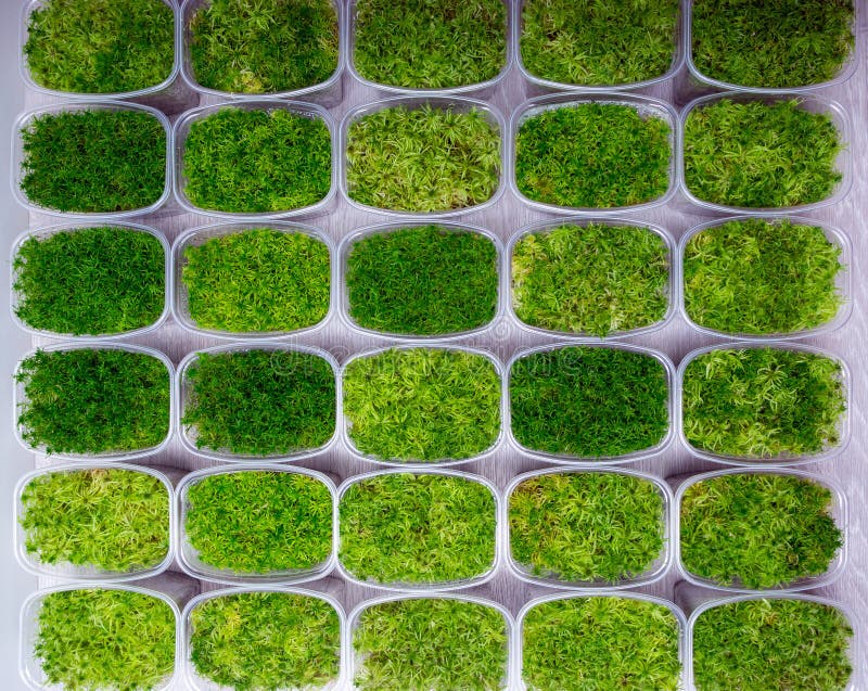 Growing Sphagnum Moss of Different Varieties Stock Photo - Image of ...