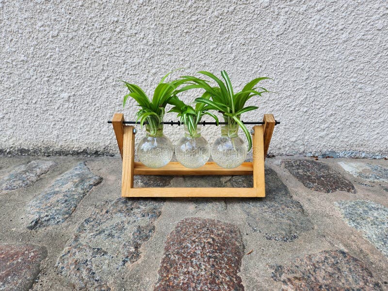 Growing Spider Plants in Water Stock Image - Image of furniture ...