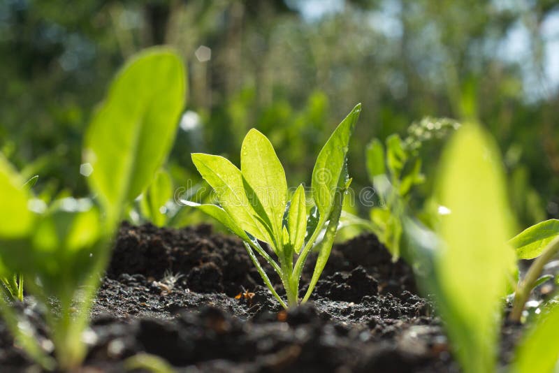 Growing spinach. stock photo. Image of growing, field - 186190106