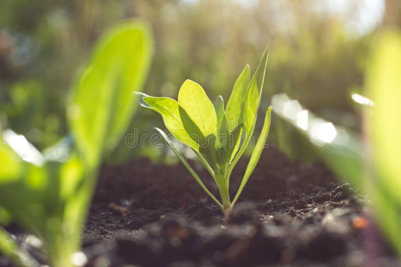 Growing spinach. stock image. Image of close, outdoor - 186190155