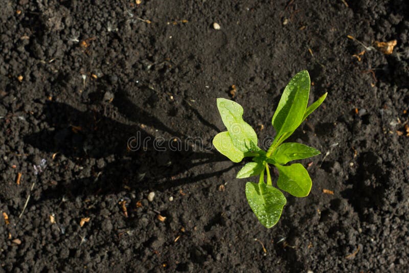 Growing spinach. Top view. stock photo. Image of gardening - 186190120