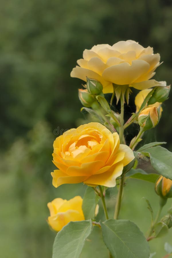 Growing Spray Roses in the Garden, Yellow Roses Blurred Background ...