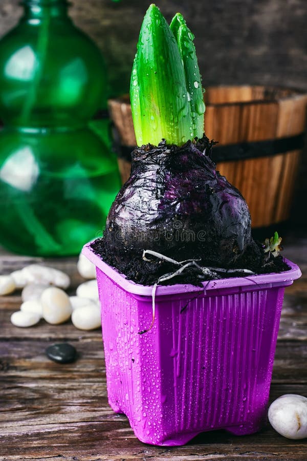 Growing spring hyacinth stock photo. Image of blossom - 66455970