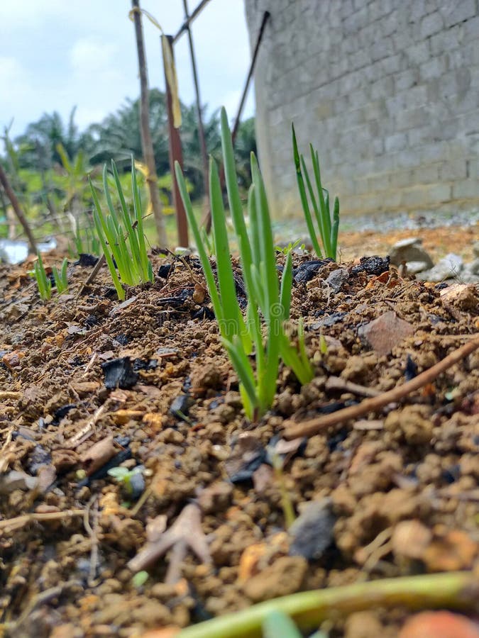 Growing Spring Onion Naturally Stock Photo - Image of plant, growing ...