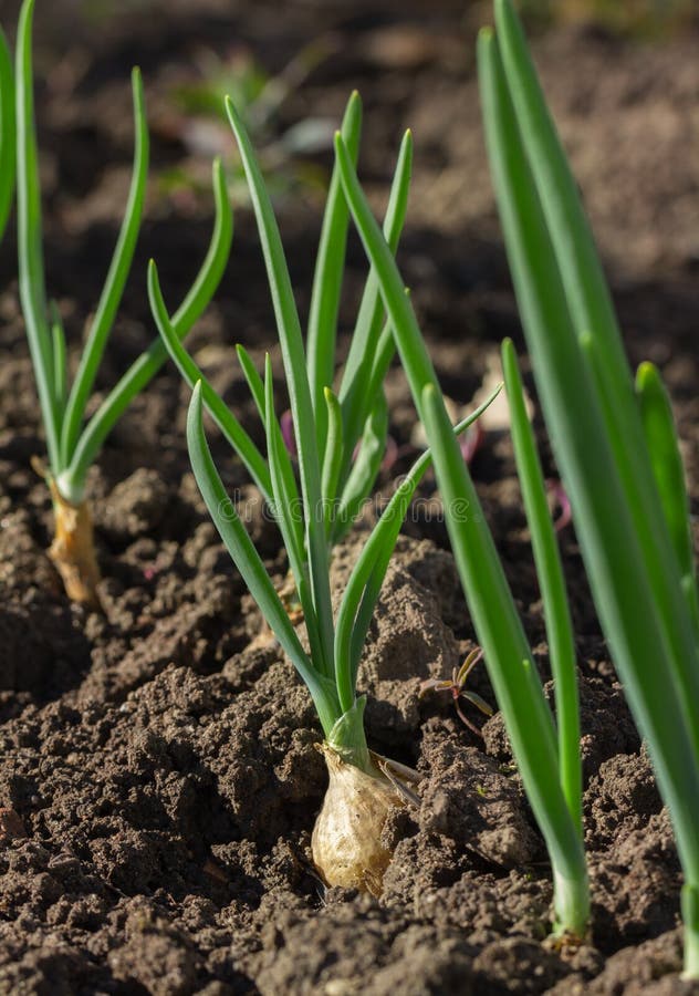 Growing spring onions stock image. Image of land, field - 137175883