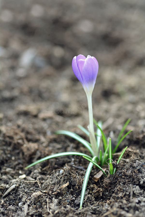 Crocus Vernus, In The Spring After A Rain. Stock Image - Image of ...