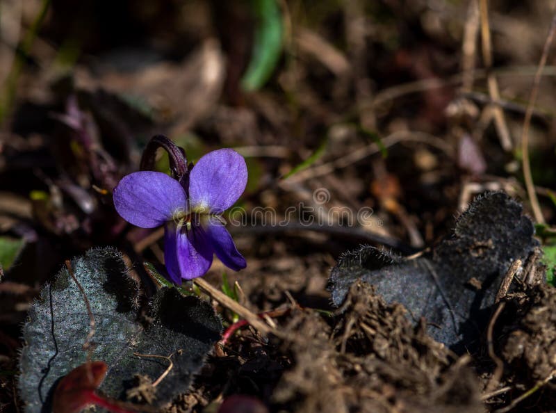 Growing Spring Speedwell Flower - Selective Focus Stock Image - Image ...