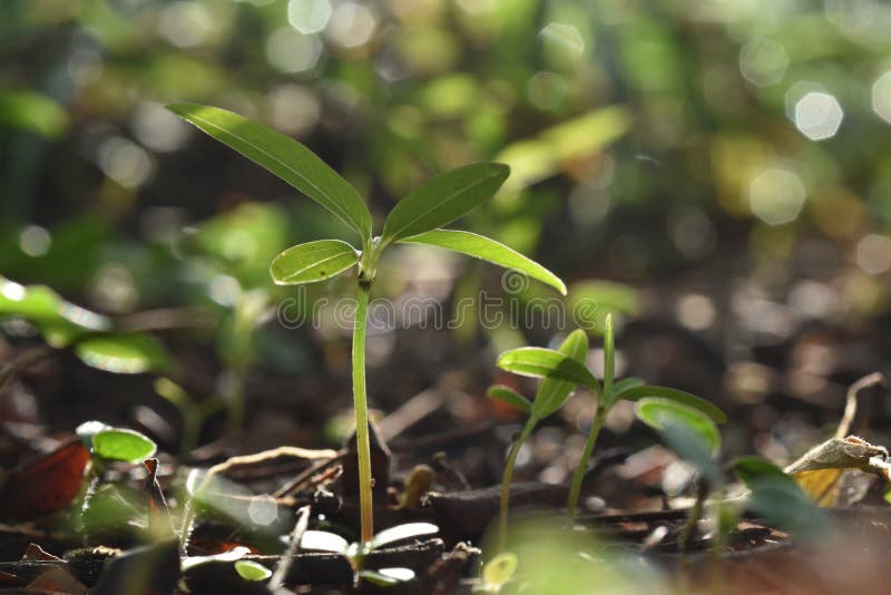 Growing Sprout. Beginning of a New Life Stock Photo - Image of light ...