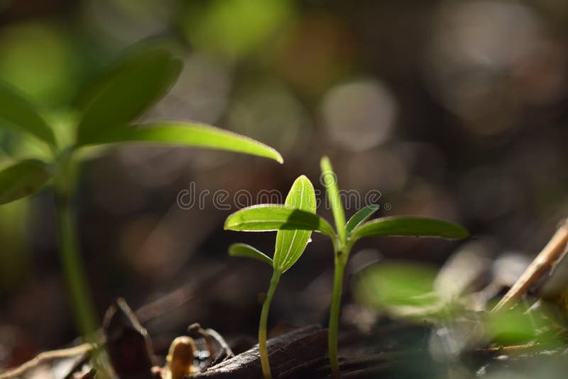 Growing Sprout. Beginning of a New Life Stock Photo - Image of sunlight ...