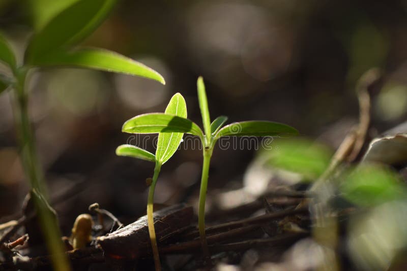 Growing Sprout. Beginning of a New Life Stock Photo - Image of life ...