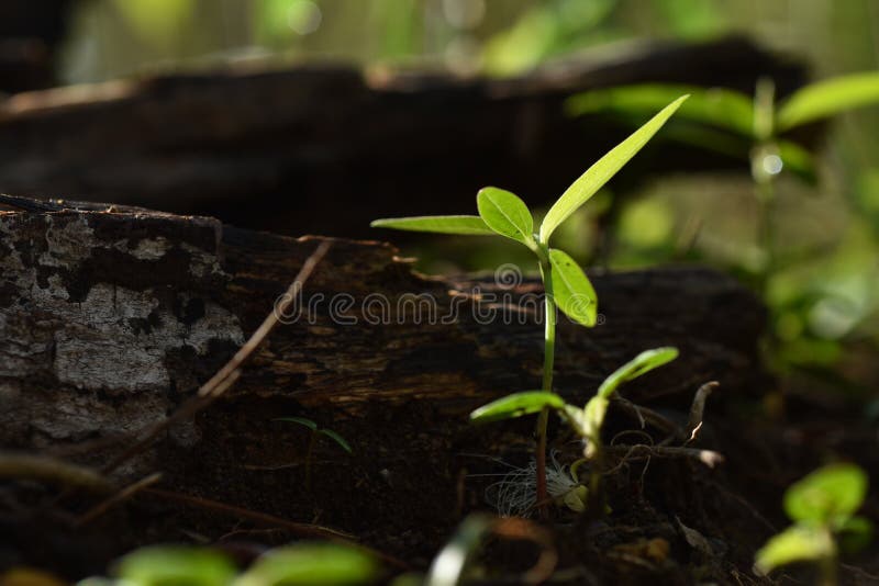 Growing Sprout. Beginning of a New Life Stock Image - Image of young ...